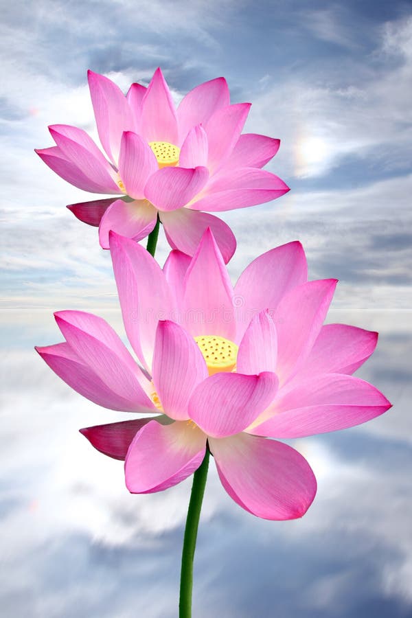 Lotus stock image. Image of hydrophyte, candour, beautiful - 5196519