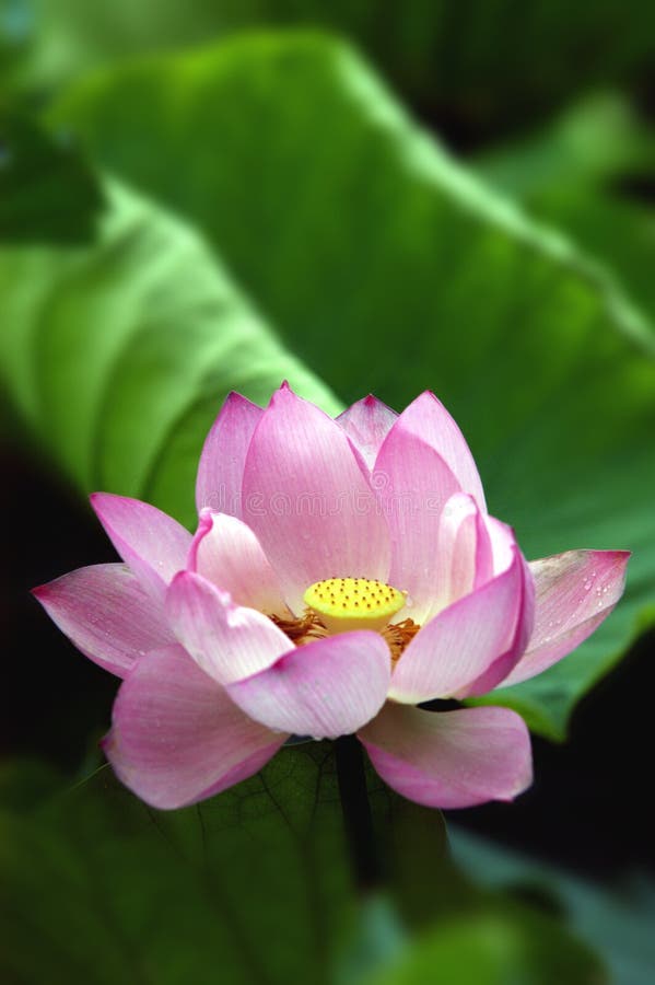 Lotus Picture. Image: 6286256