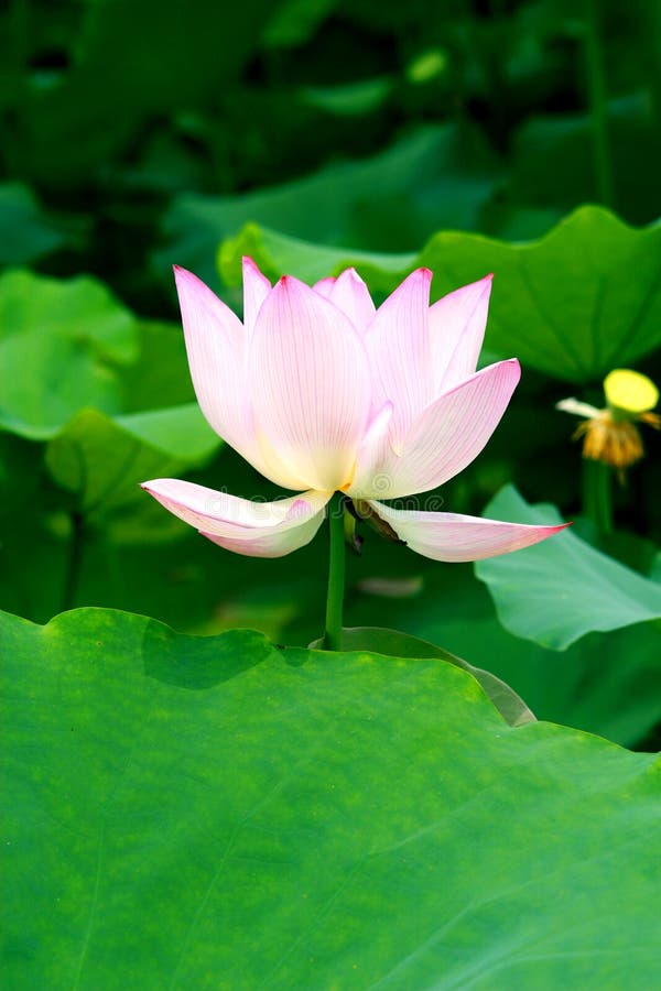 LOTUS Picture. Image: 6673654