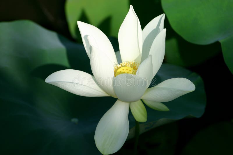 Flower of purity stock photo. Image of bloom, pond, flower - 2832476