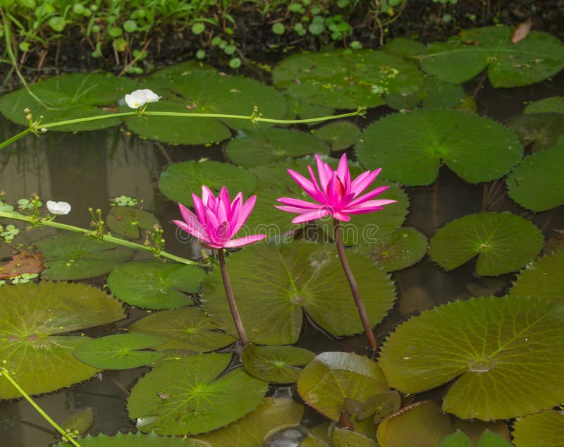 Lotus imagen de archivo. Imagen de tarde, gente, hermoso - 76705439