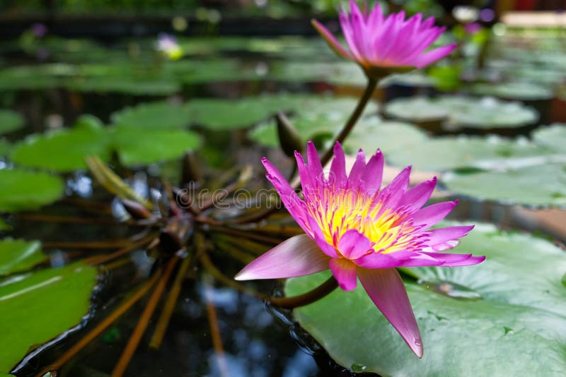 Lotus en pantano imagen de archivo. Imagen de rojo, flora - 33779783
