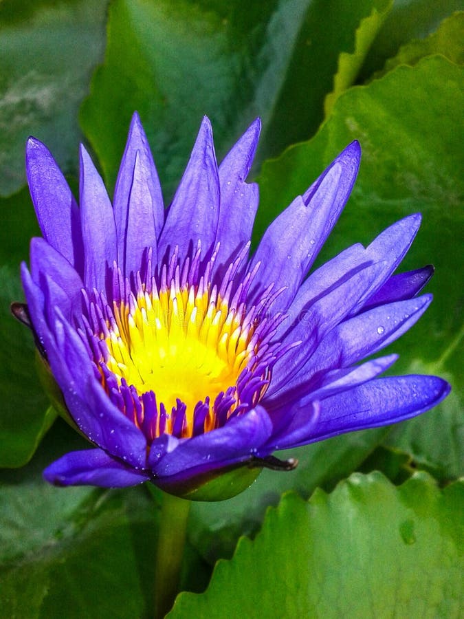 Lotus stock image. Image of house, soil, front, lotus - 67820579