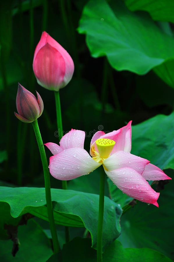 Lotus in asia stock photo. Image of summer, lotus, china - 28857716