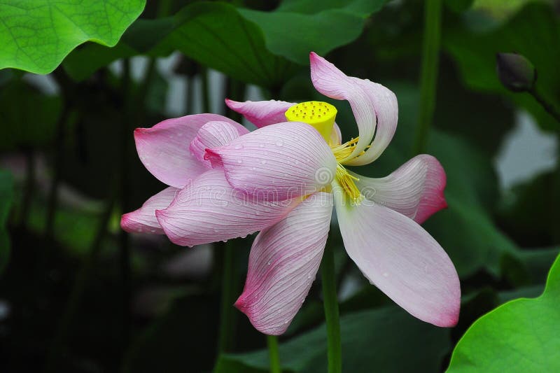 Lotus in asia stock photo. Image of china, flower, guilin - 28857738
