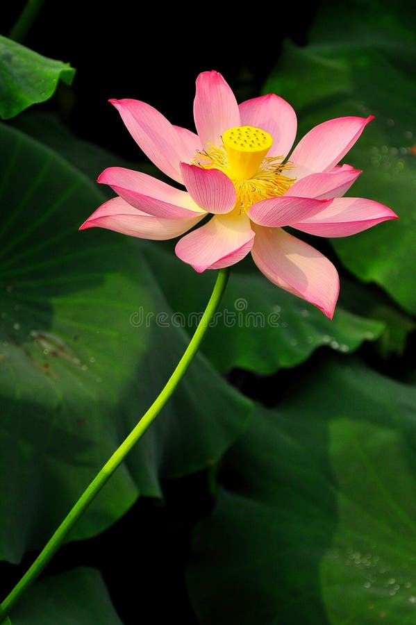 Lotus in asia stock image. Image of guilin, guangxi, flora - 28858733