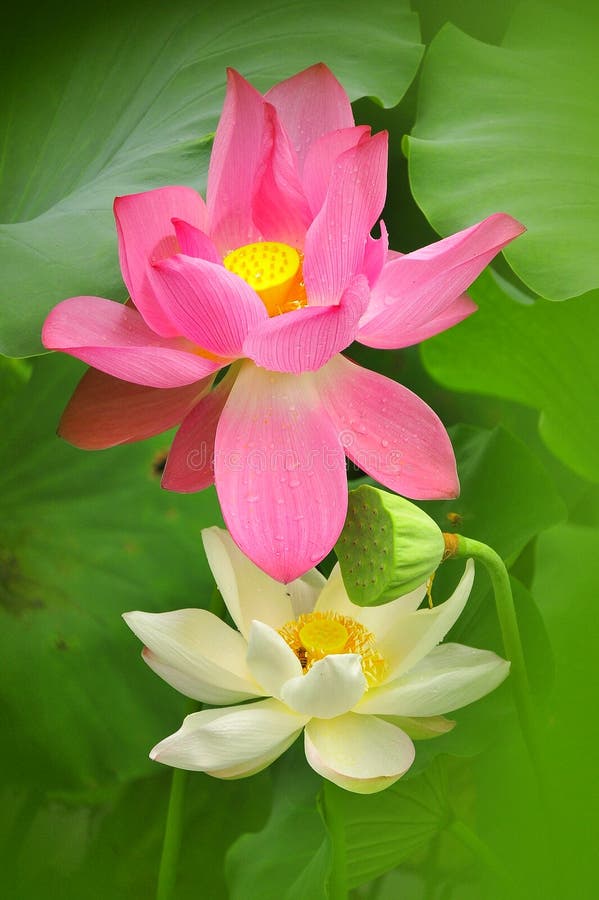 Lotus in asia stock image. Image of guilin, guangxi, flora - 28858733