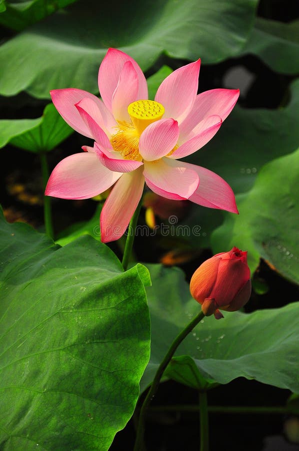 Lotus in asia stock image. Image of flower, proteales - 28858535