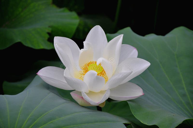 Lotus in asia stock image. Image of guilin, guangxi, flora - 28858733
