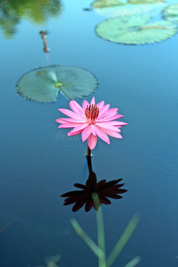 Lotus stock image. Image of year, morning, lotus, plant - 47205903