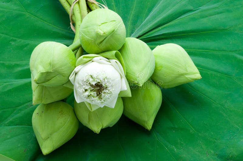 Lotus stock image. Image of decoration, vase, bloom, nature - 61223189