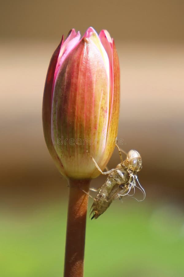Lotus avec l'insecte image stock. Image du floral, aquatique - 58559719