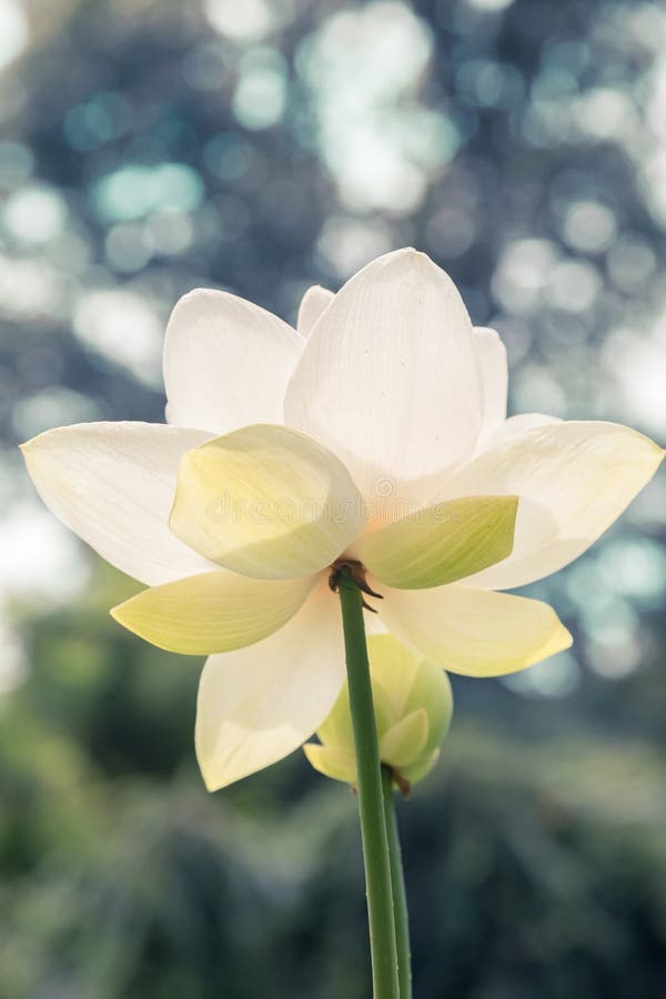 Lotus stock image. Image of outdoor, flower, lotus, white - 106868215