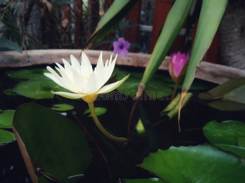 Lotus Bath, Polonnaruwa, Sri Lanka Stock Image - Image of great, circle ...