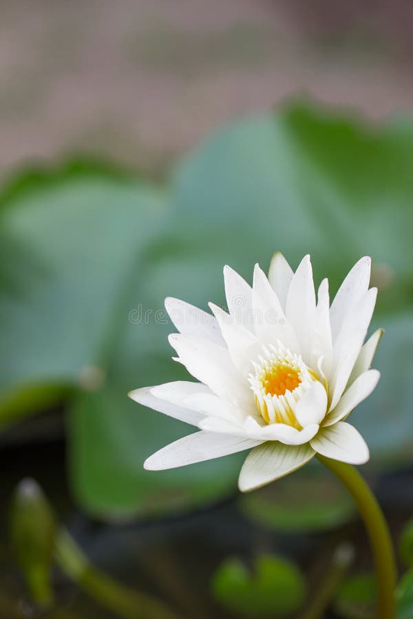 Lotus stock image. Image of float, nature, bloom, flora - 79556199