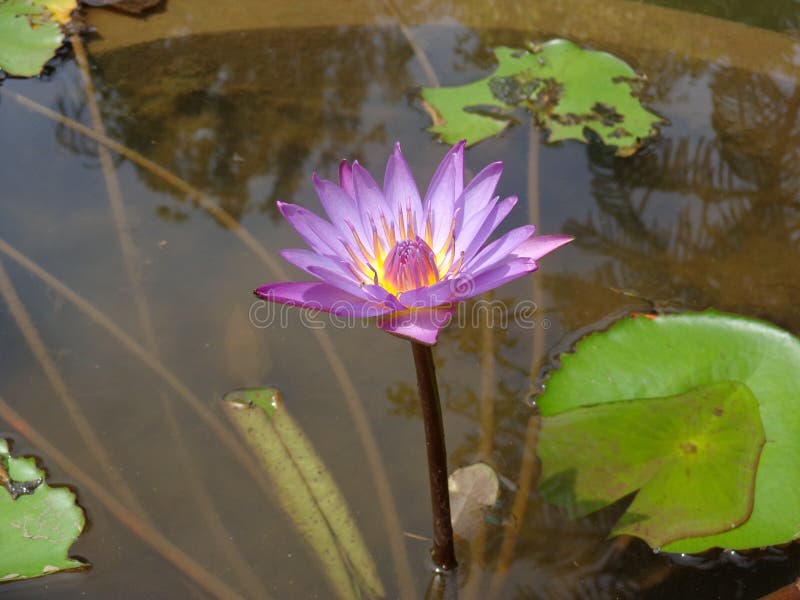 Lotus stock image. Image of nature, lotus, flowers, pond - 42972293