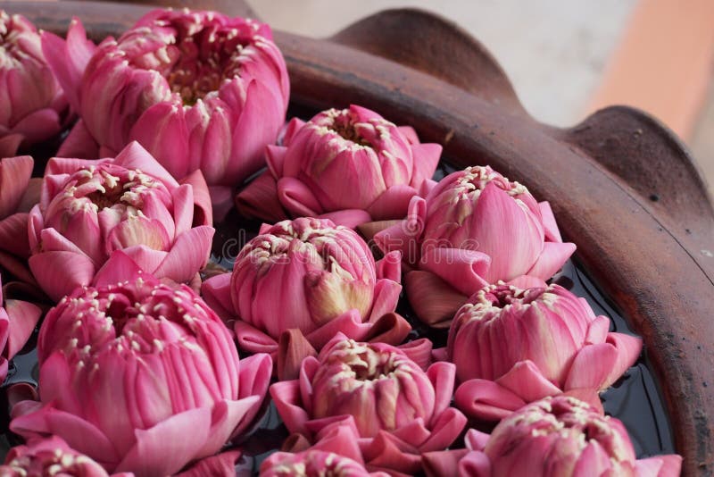 Folded Lotus stock photo. Image of thailand, float, nature - 41562018