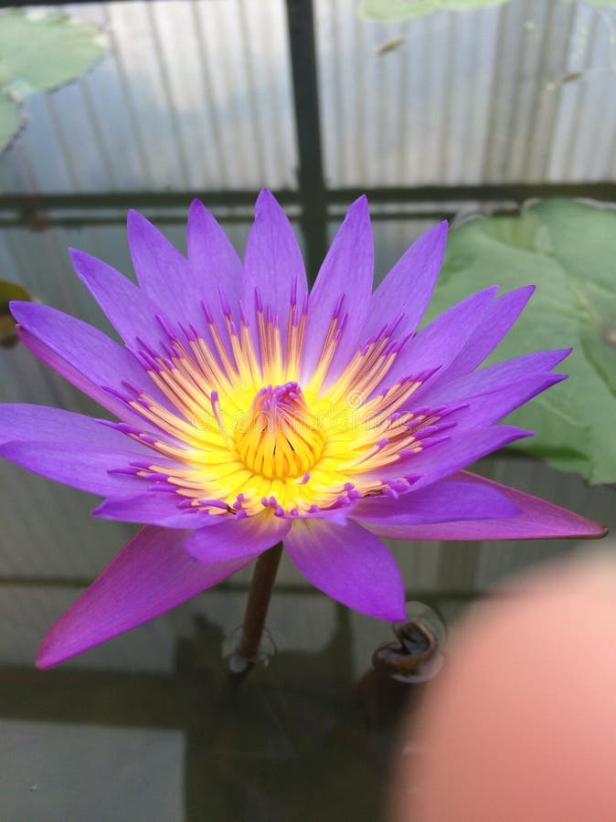 Lotus beauty stock photo. Image of chiang, thailand - 113899002