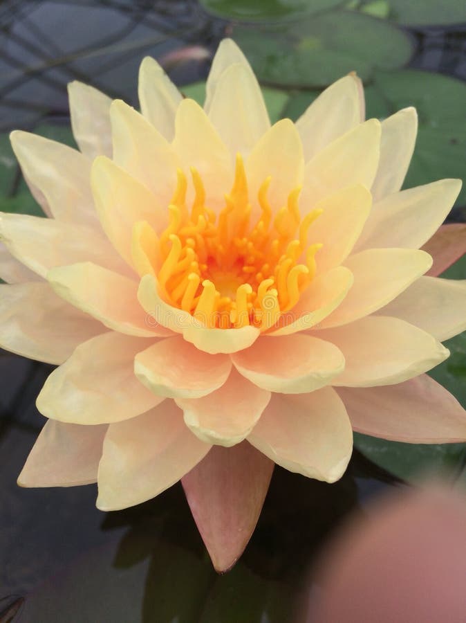 Lotus beauty stock image. Image of chiang, beauty, thailand - 113899033