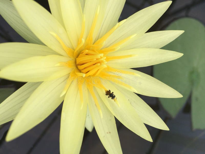 Lotus beauty stock image. Image of thailand, chiang - 113899041