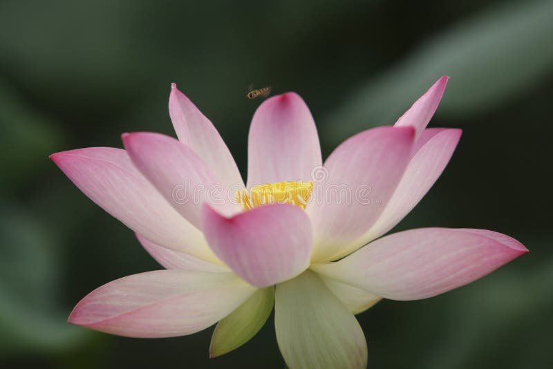 Lotus & bee stock image. Image of close, passion - 15810213