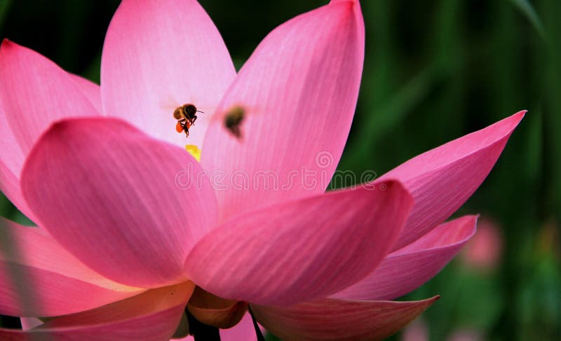 Lotus stock photo. Image of garden, aquatic, botanical - 74987494