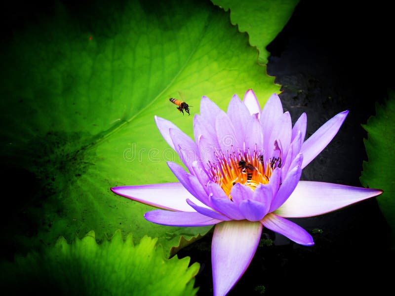 Lotus and Bee stock image. Image of natural, spring, nature - 94442669