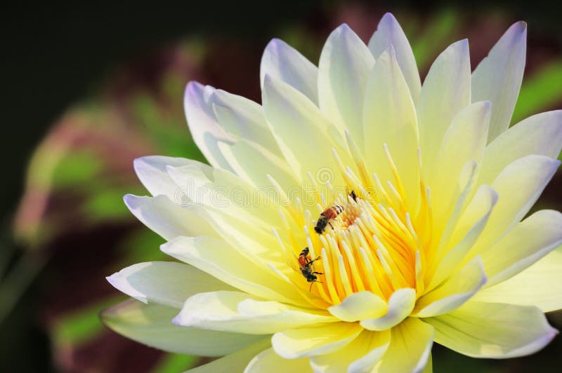 Lotus and bee stock image. Image of climate, floral, flower - 33449229