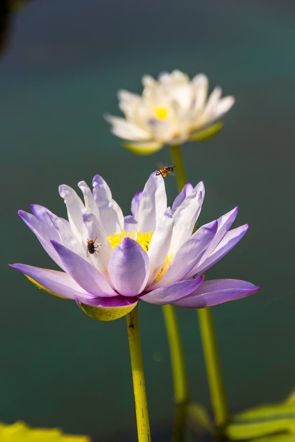 Lotus & bee stock photo. Image of lotus, nature, pray - 89208364