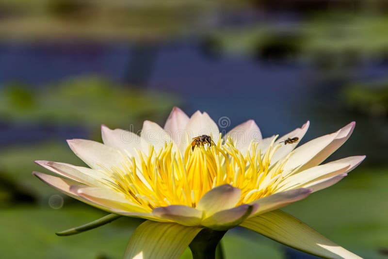 Lotus & bee stock photo. Image of nature, lotus, virtue - 89208410