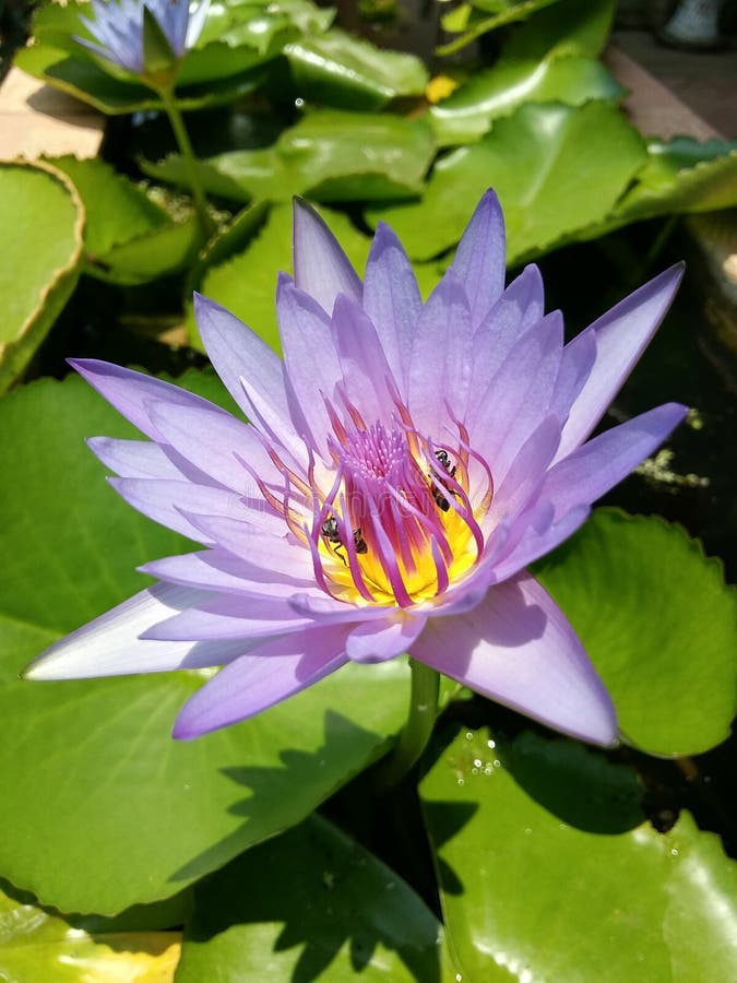 Lotus and Bee stock image. Image of lotus, flora, garden - 145172251