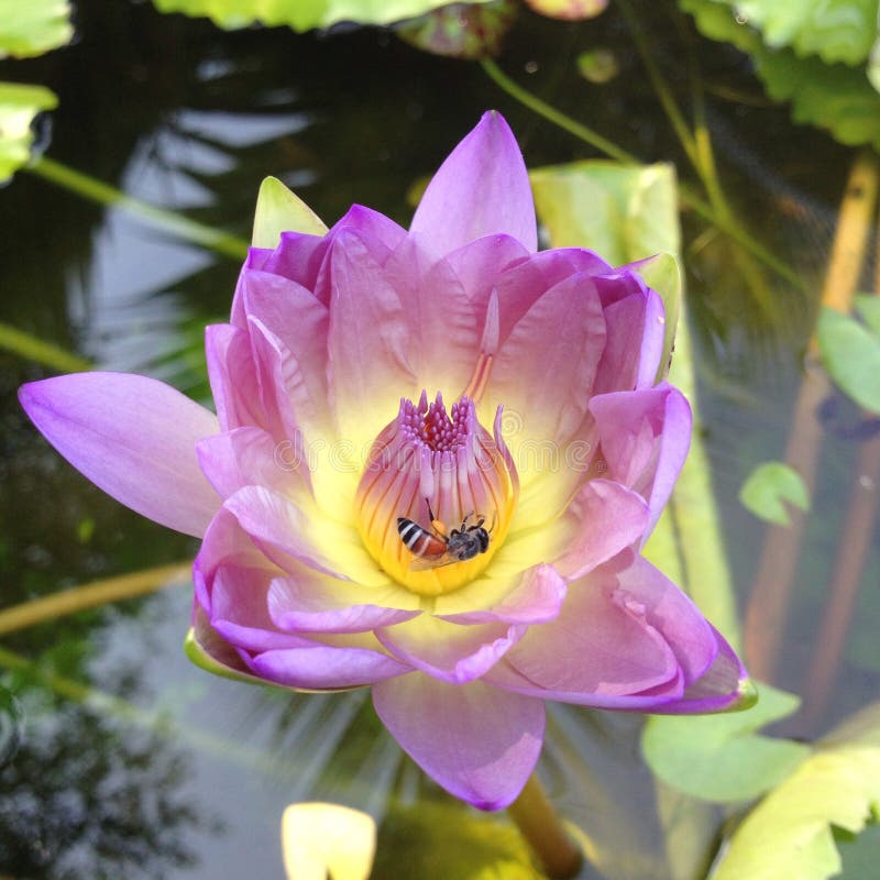 Lotus stock photo. Image of pollen, flower, flora, lotus - 53094750
