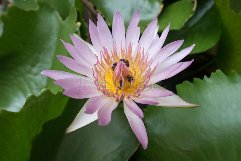 Lotus with bee inside stock photo. Image of botanical - 91331188