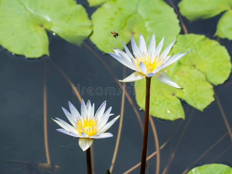 Lotus and bee stock photo. Image of little, blossom, beauty - 46575306