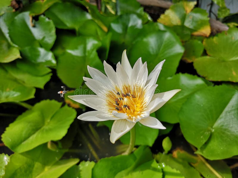 Lotus and bee stock image. Image of nature, lotus, sunshine - 169064263