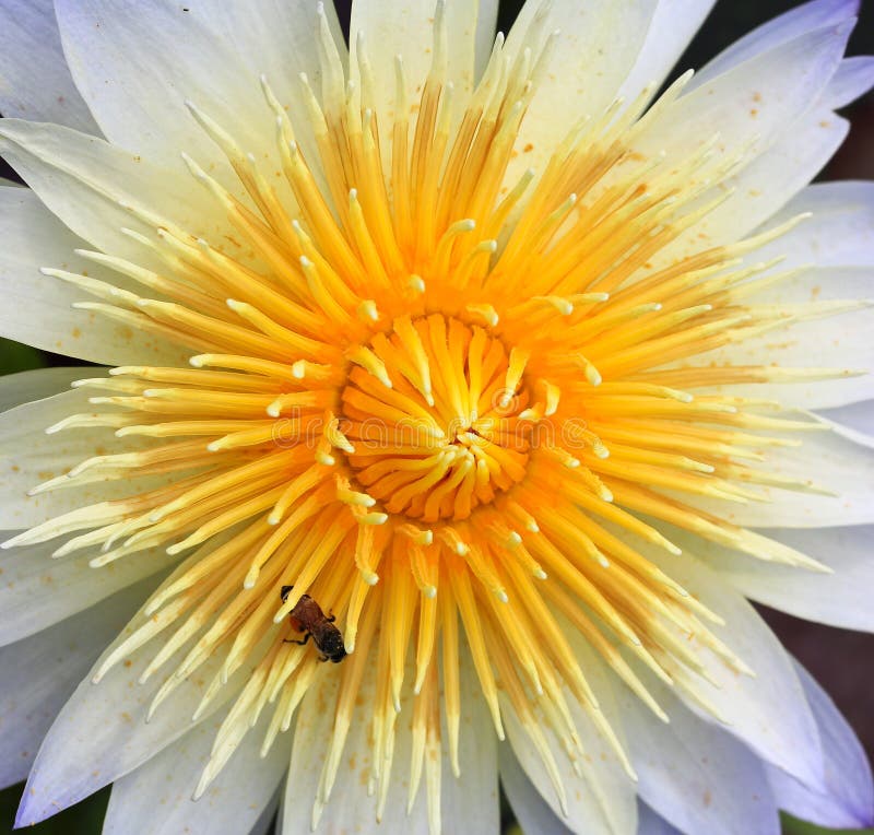 Lotus and bee stock image. Image of beauty, bright, garden - 42006329