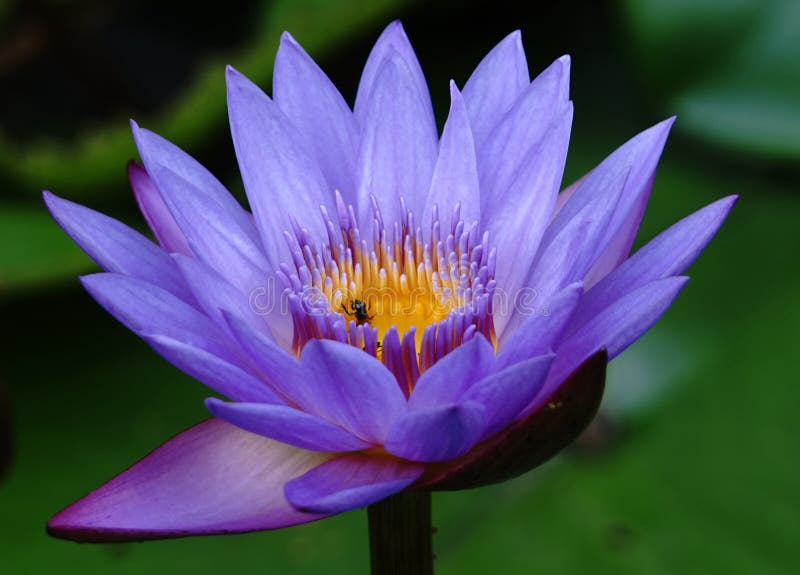 Lotus with bee stock image. Image of peace, honey, center - 96935943