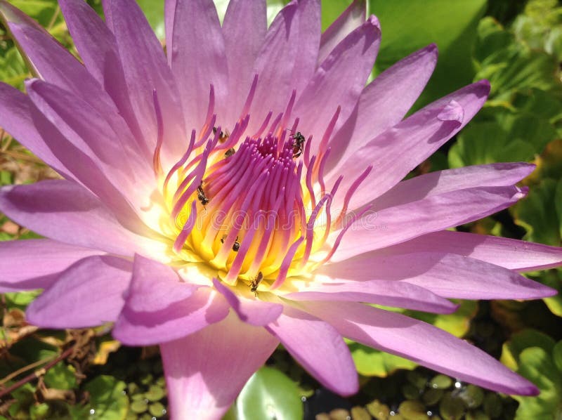 Lotus editorial photography. Image of wildflower, lotus - 42929882