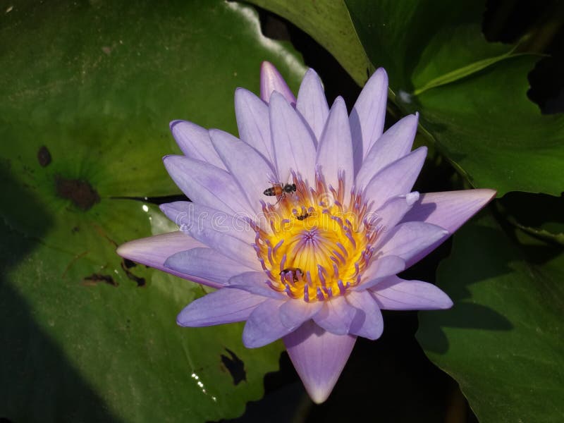 Lotus and bee stock photo. Image of outdoor, purple, blossom - 87576578