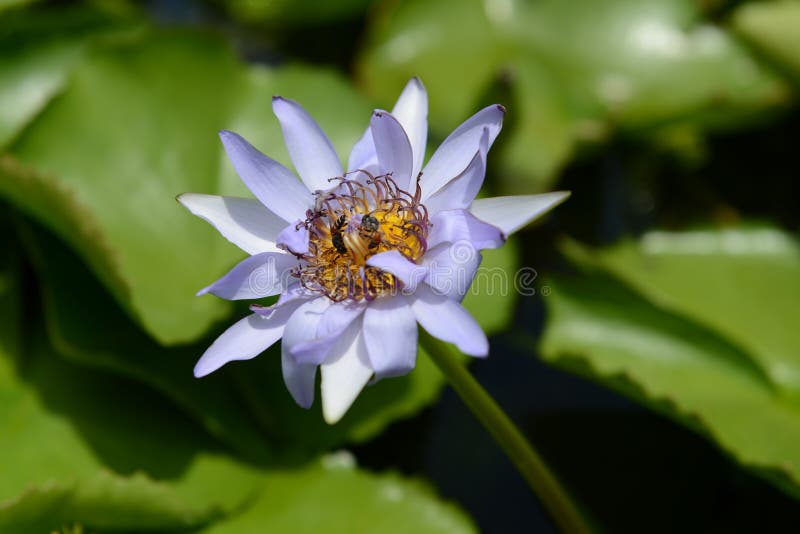 Lotus with bee stock image. Image of nectar, sucking - 40795885