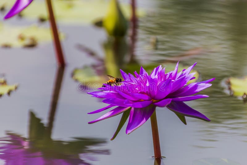 Lotus & Bee in Tha Pond Stock Image - Image of colourful, botanical ...