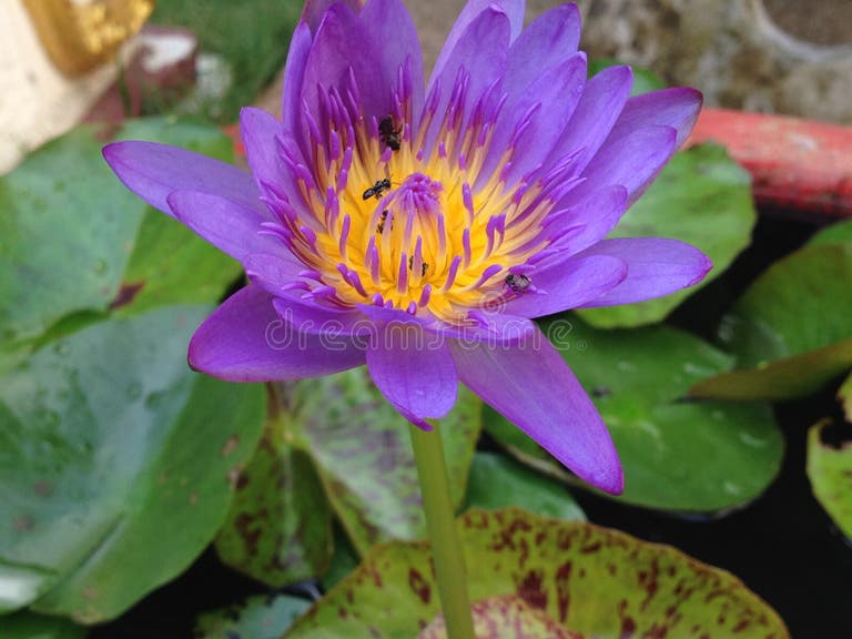 Lotus stock photo. Image of petal, lotus, working, wildflower - 83639262
