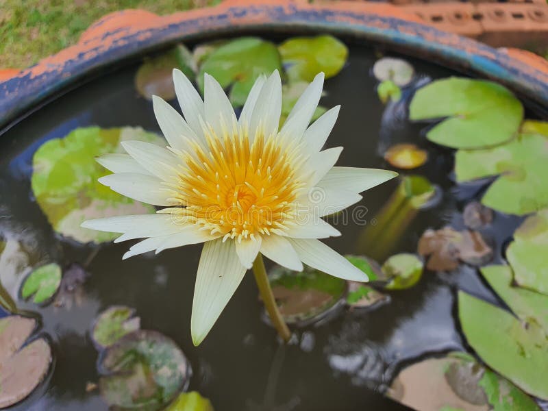 Lotus Beutiful Natural Flower Stock Image - Image of beutiful, flower ...