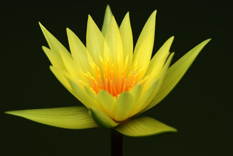 Lotus-stigma stock foto. Image of chinees, geest, kolom - 142342384