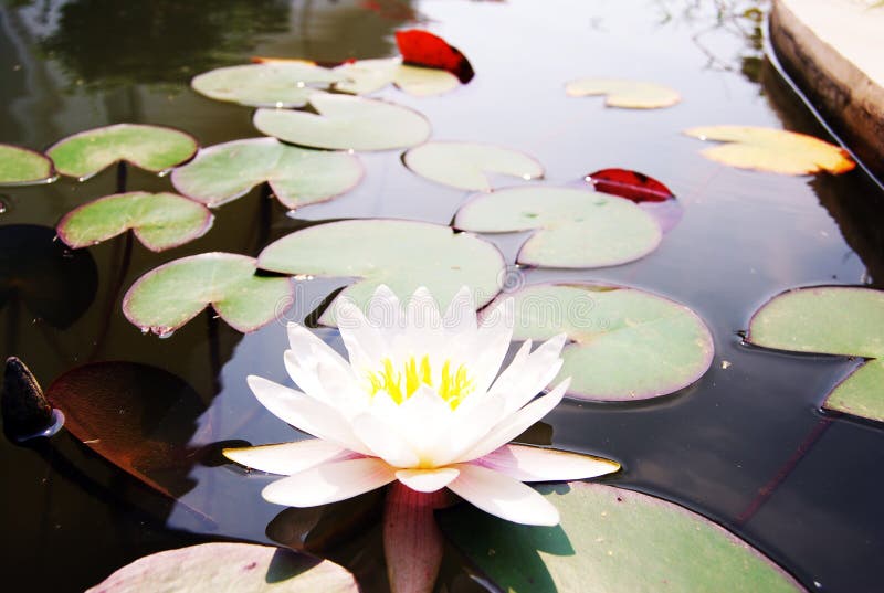 Lotus blanc image stock. Image du lotus, floraison, jour - 13760185