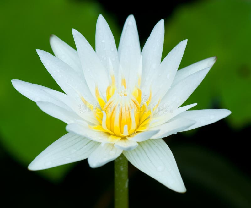 Lotus Blanc Sur Le Fond Noir Photo stock - Image of jardin, lames: 22181382