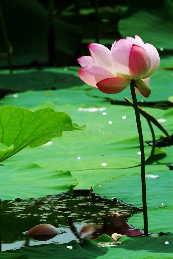Lotus Bloom Picture. Image: 4320639