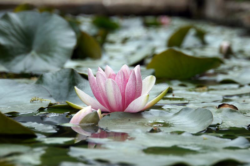 Lotus in bloom stock image. Image of blossom, beauty - 93400671