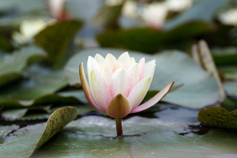 Lotus in bloom stock photo. Image of aquatic, flora, flower - 93400768