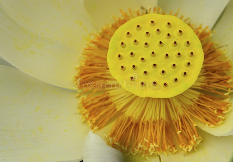 Lotus bloom stock image. Image of pistil, leaf, isolated - 33417497